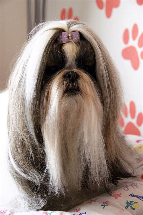 Lola My Lovely Shih Tzu Princess ️👑 Shih Tzu Dog Best Friend Shih Tzus