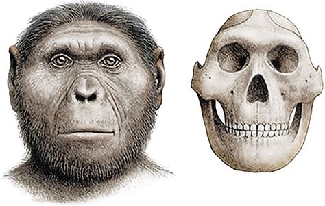 Dentes Do Australopithecus Robustus Paranthropus And Kenyanthropus
