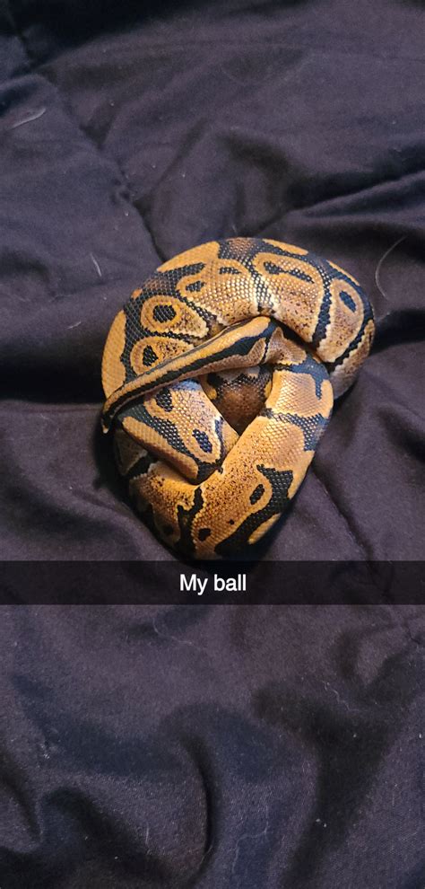 54 Best R Niceballpythons Images On Pholder Who Can Guess The Morph