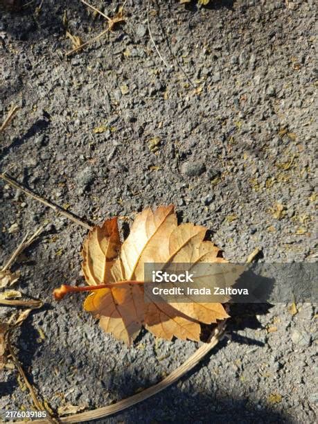 노랗고 마른 잎이 아스팔트 위에 놓여 있습니다 컴퓨터 노트북 화면의 배경 화면입니다 배경 텍스트를 위한 공간 가 배경입니다 단풍