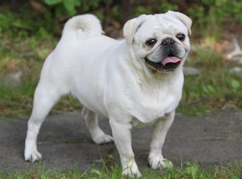 Are White Pugs Really All That Special