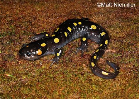 Black Lizard With Yellow Spots
