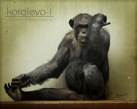 Философ. | Gorilla, Horses, Animals