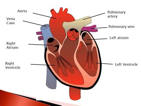 Anatomy Of The Heart Diagram Of Chambers And Valves