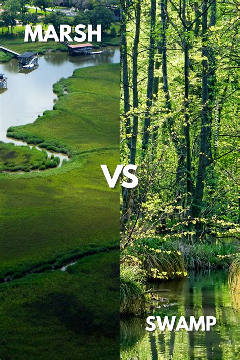 Swamp Vs Marsh Whats The Difference In 2025 Marsh Swamp Wetland