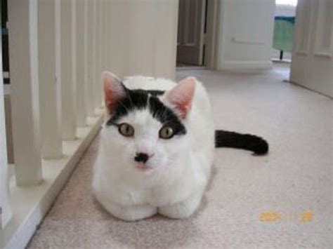 Kitler And Other Cats That Look Like Adolf Hitler Photos