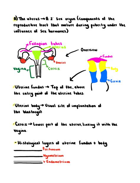 Reproductive Anatomy Female A The Uterus A 2 Sex Organ Components Of The Reproductive Tract Reproductive Anatomy Female A The Uterus A 2 Sex Organ Components Of The Reproductive Tract