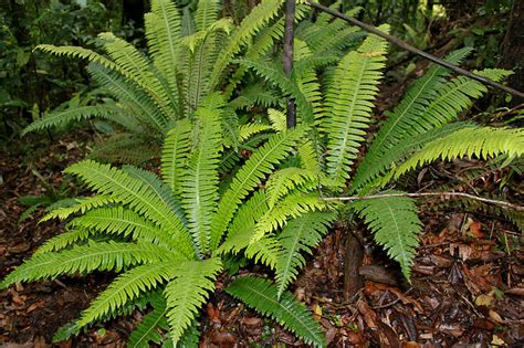 Difference Between Bryophytes And Pteridophytes Definition Structure Classification