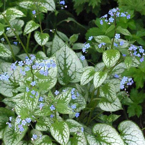 37 Skyggeelskende Stauder Stauderiket Blogg