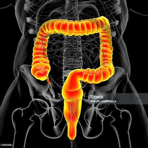 Intestino Grueso Ilustración 3d Anatomía Del Sistema Digestivo Humano