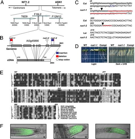Map Based Cloning And Complementation Of Rus1 1 A The Rus1 1 Download Scientific Diagram