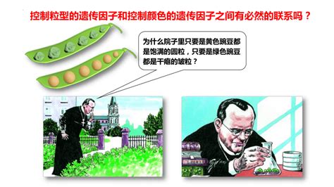 生物人教版（2019）必修2 1 2孟德尔的豌豆杂交实验（二）（共34张ppt） 21世纪教育网