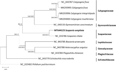 Neighbor Joining Bootstrap Repeat Is 10000 Maximum Likelihood