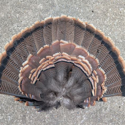 Wild Turkey Feathers Etsy