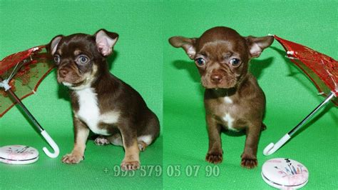 იყიდება ჩიხუახუას ლეკვები კობის ტიპის Youtube