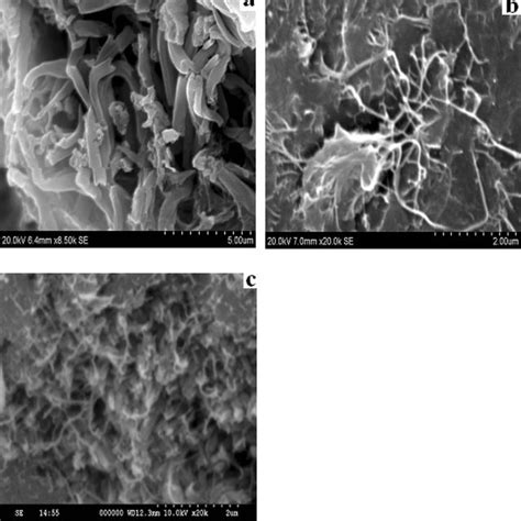 Ft Ir Spectrum Of Polyaniline Sample Ip Download Scientific Diagram