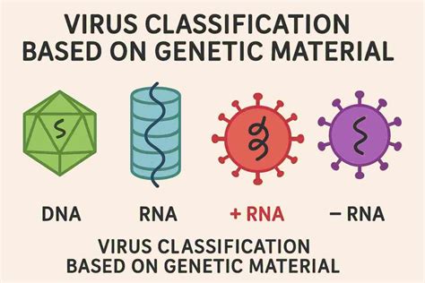 Virus Classification Necessity Modern System Importance