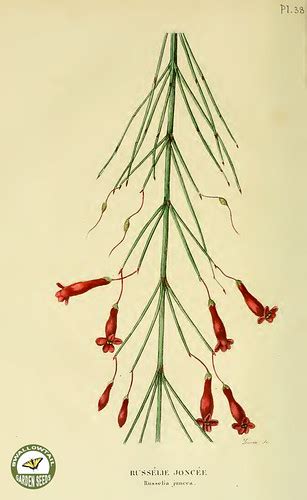 Coral Plant Firecracker Plant Russelia Equisetiformis Sc Flickr