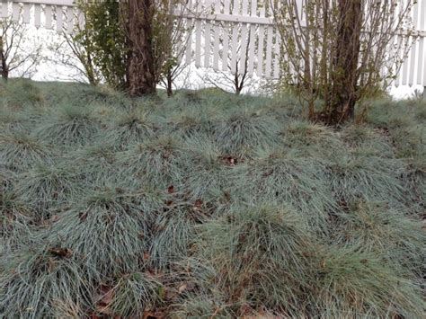 3 Blue Ground Covers For A Bank Or Hillside You Will Love Passionate