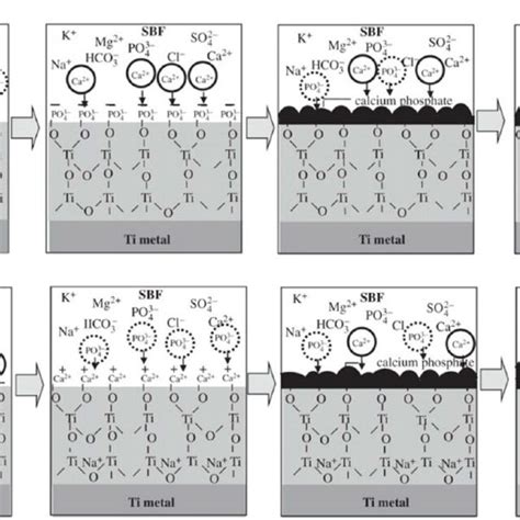 Schematic Of Ion Adsorption On A Positively Charged And B Download Scientific Diagram