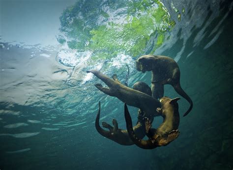 River Otter Diving