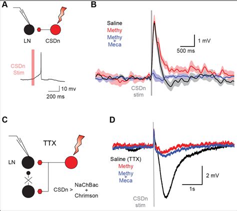 Examining Monosynaptic Connections In Drosophila Using Tetrodotoxin