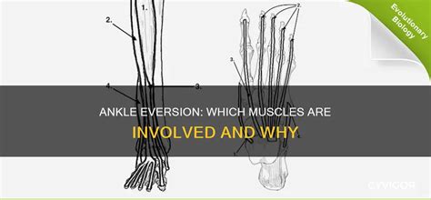 Ankle Eversion Which Muscles Are Involved And Why Cyvigor