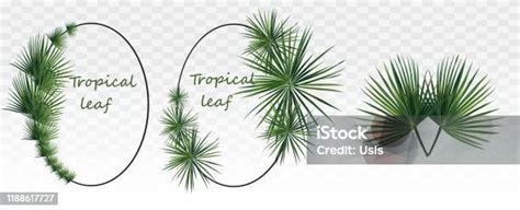 컬렉션 열대 이국적인 야자수 잎입니다 투명 한 배경에 고립 된 열대 야자수 잎 텍스트에 대한 복사 공간이있는 3d 사실적인 나뭇잎 여름 잎입니다 할인 배너 잎이 닫힙습니다