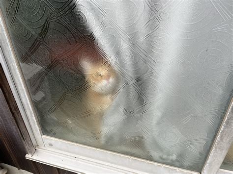 ひらべったいの On Twitter おはようございます 今日は過ごしやすい朝でした いつもはスネてるのに、お見送り付きの今日でした ️