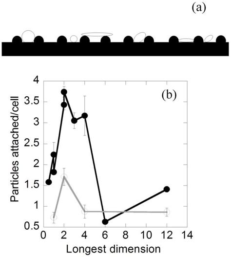 Role Of Membrane Ruffles In Particle Attachment A Schematic