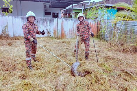 Sibu Firefighters Capture 12 Ft Python Near Homes Borneo Post Online Sibu Firefighters Capture 12 Ft Python Near Homes Borneo Post Online