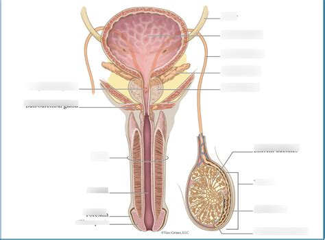 Lab Exam 4 Male Reproduction 2 Diagram Quizlet