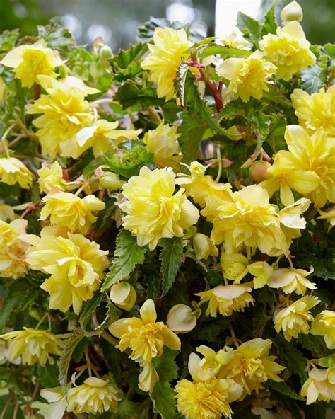 yellow trailing begonia pendula yellow tubers — buy online at farmer