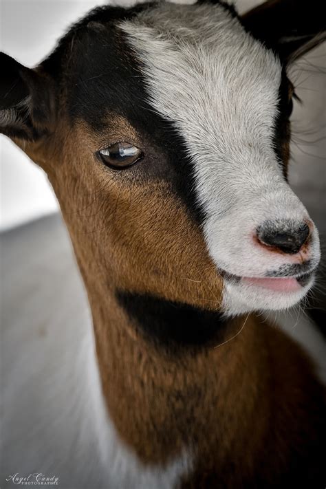Mignone Petite Tête 🖤 Pairi Daiza Angel Candy Photography Facebook