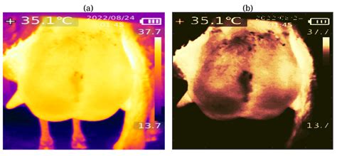 First Stage Segmentation Results Using Color Based Segmentation With