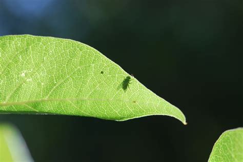 Bug Of The Week Shadow Insects Growing With Science Blog