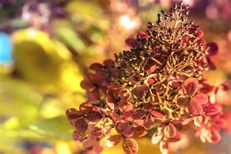 Pruning Hydrangea Paniculata When And How Plantura