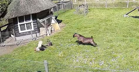 Brave Goat And Rooster Save Chicken From Hawk Attack
