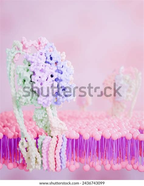 Plasma Membrane 3d Over 716 Royalty Free Licensable Stock