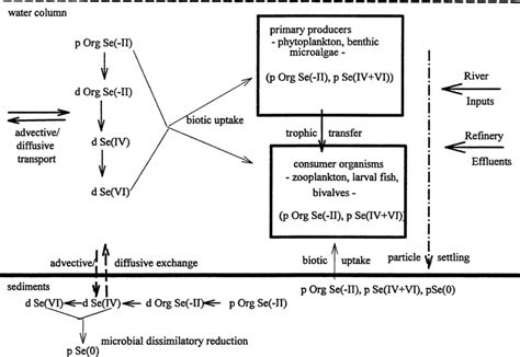 Conceptual Diagram Of Seleniums Biogeochemical Cycle In The San