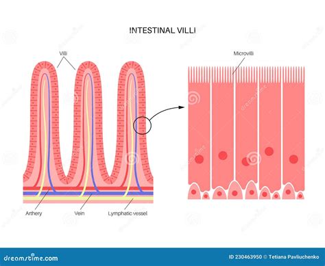 Intestinal Villi Anatomy Vector Illustration 230463950