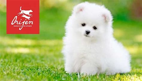 Корм для щенков ORIJEN Puppy - ОРИДЖЕН Москва