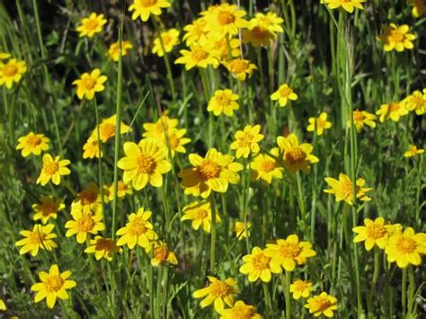 20 Most Popular And Beautiful Wildflowers In California W Pictures