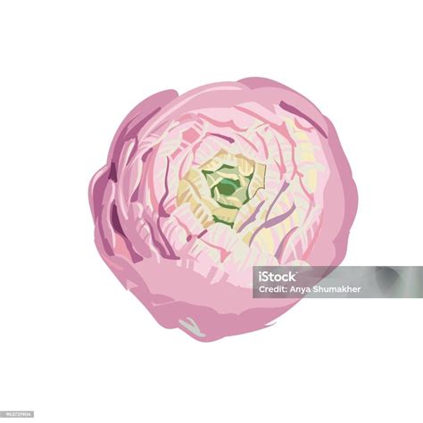 화이트에 그려진된 아름 다운 부드러운 핑크 작 약 꽃 봉 오리를 손 우아한 꽃 클로 우즈 업 배너 카드 초대장 섬유 직물 종이 포장에 대 한 식물 벡터입니다 0명에 대한