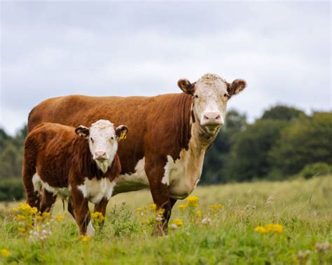 Hereford Cattle Not A Bad Choice Complete Breed Guide For Modern