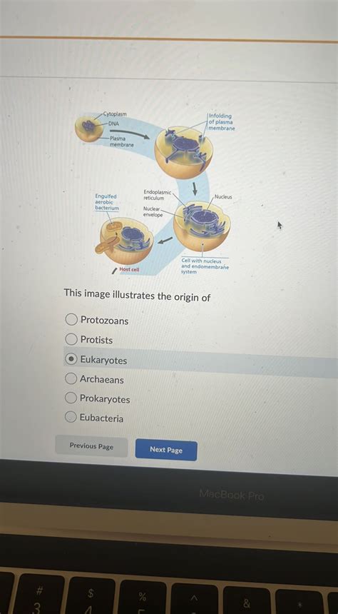 This Image Illustrates The Origin Of Protozoans Protists Eukaryotes Archaeans Prokaryotes