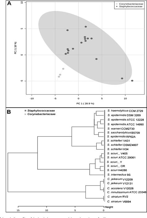 Staphylococcus Schleiferi Semantic Scholar