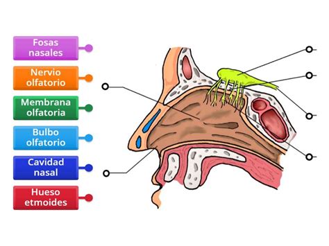 Olfato Partes Labelled Diagram