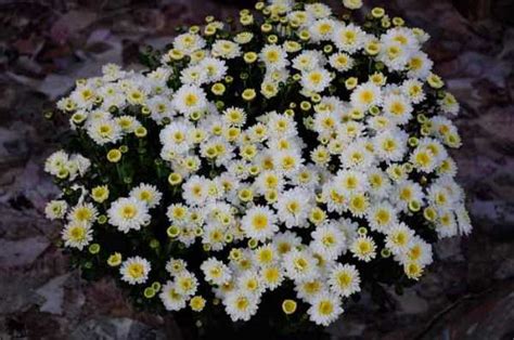 Цветок мыльница фото – КакМамаМыла1 Инстаграм фото