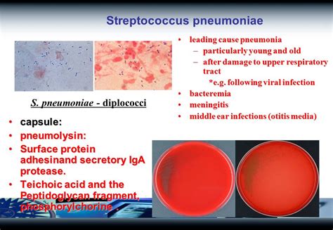 Streptococcus And Neisseria Ppt Video Online Download